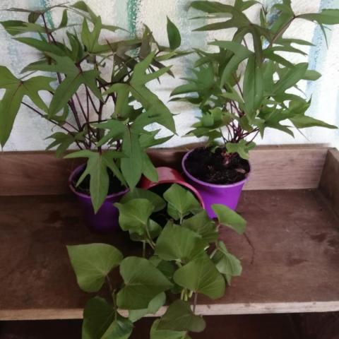 Plant De Patate Douce Prix